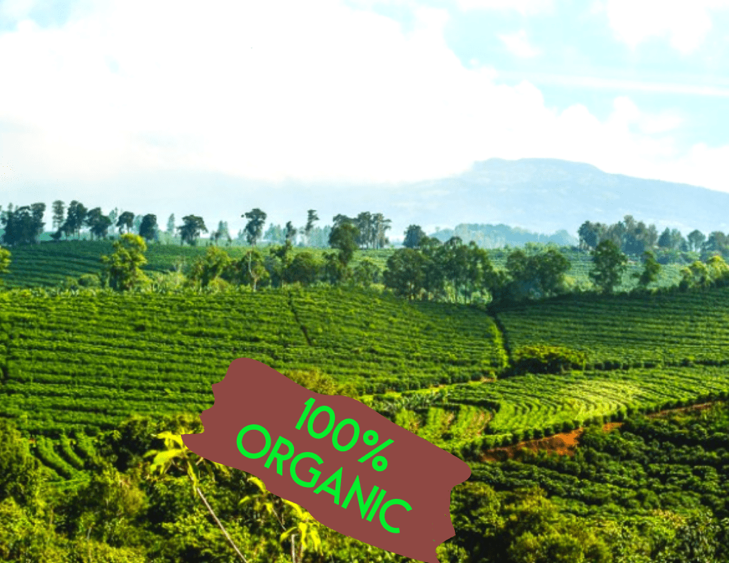 Ethiopian Organic Coffee - buy coffee beans online